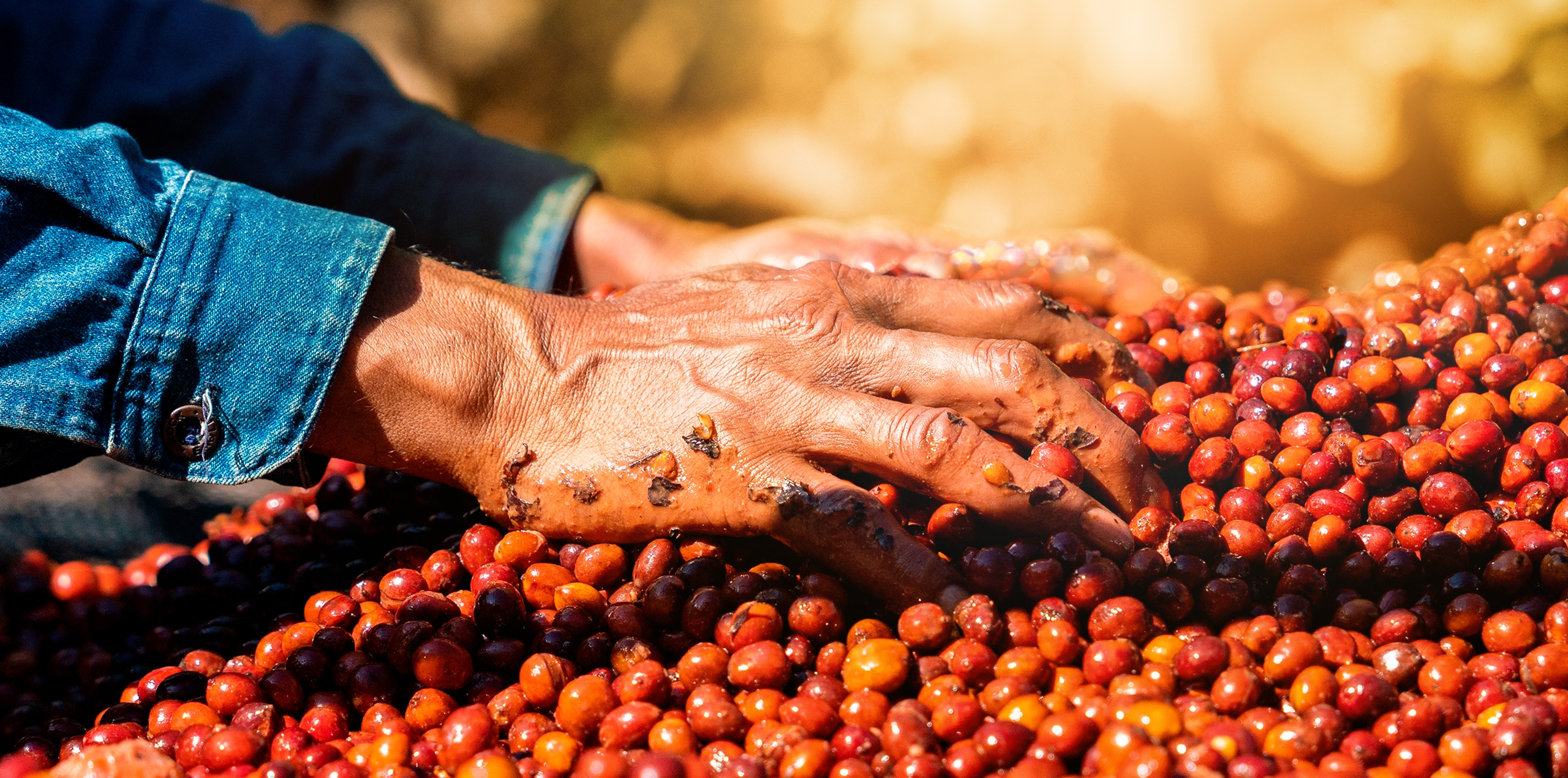 Coffee Mastery | Jacobs ZA